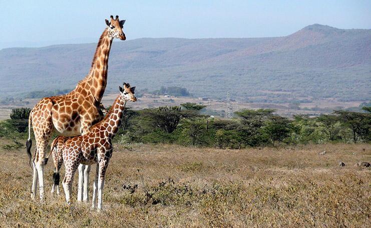 Férias no Quénia - Umas férias em Safari | Blog Troupi